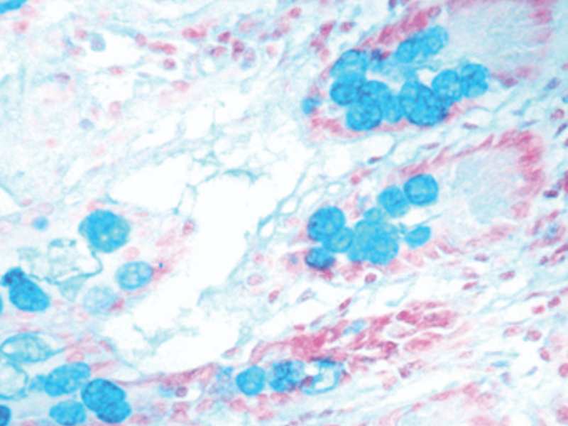 Histology Staining Kit - Alcian Blue, pH 1.0 (Mucosubstances) Generon Histology Staining Kit - Alcian Blue, pH 1.0 (Mucosubstances) Generon